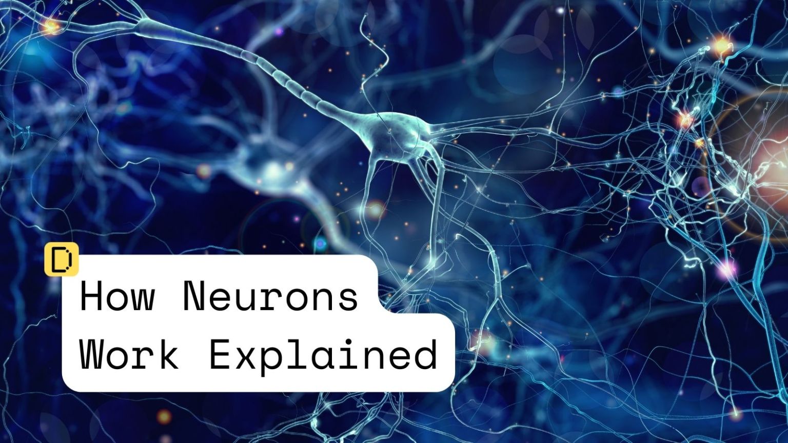 เข้าใจการทำงานพื้นฐานของ Neurons ใน Neural Networks - DataRockie